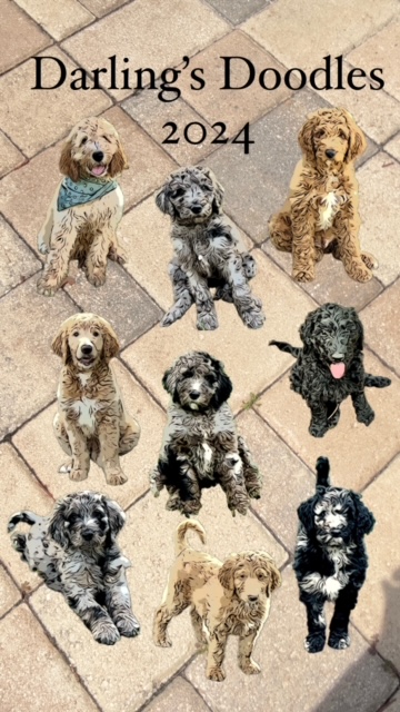 Future Litter planned for August 2025 – Z & D Doodles